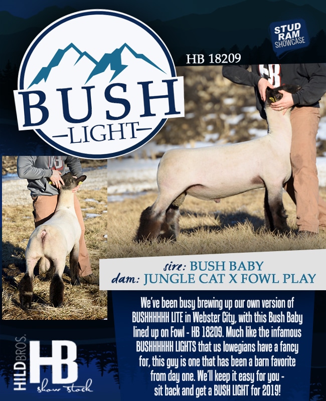 Bush Light - Championdrive.com