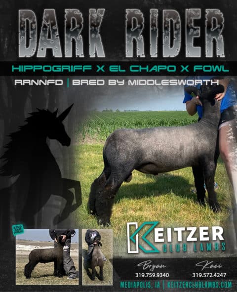 Dark Rider - Championdrive.com
