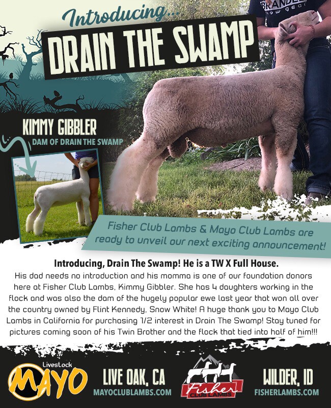 Drain The Swamp - Championdrive.com