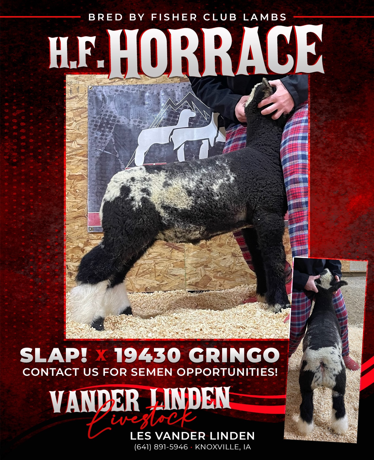 Horrace - Championdrive.com