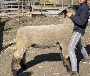 Williams Show Lambs Bred Ewe & Exposed Ewe Lamb Online Sale ...