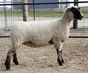 Amthauer Club Lambs Bred Ewe Sale - Championdrive.com