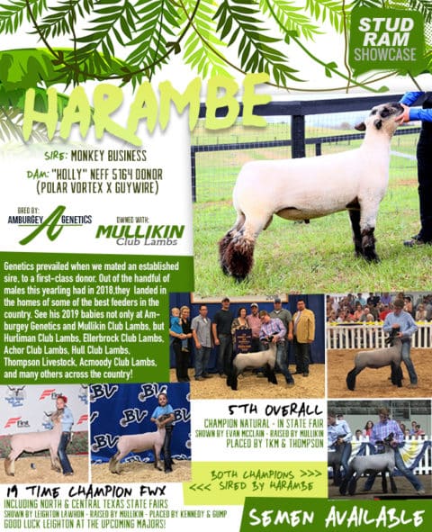 Harambe - Championdrive.com