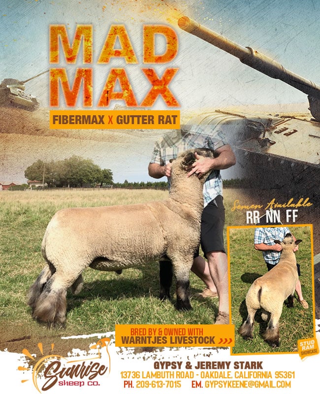 Mad Max - Championdrive.com