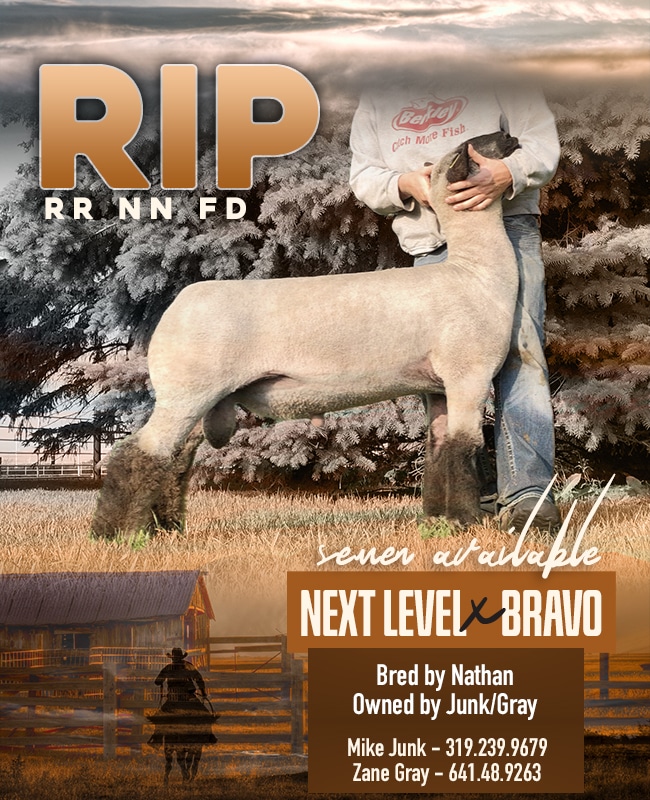 Rip - Championdrive.com