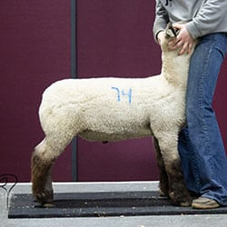 Chico State Sheep Unit Project Lamb Sale - Championdrive.com