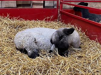 Madeline Sheiss - Championdrive.com