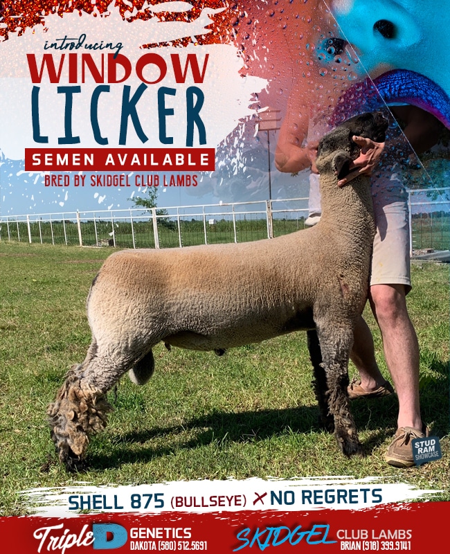 Window Licker - Championdrive.com