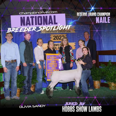Hobbs Show Lambs - Championdrive.com