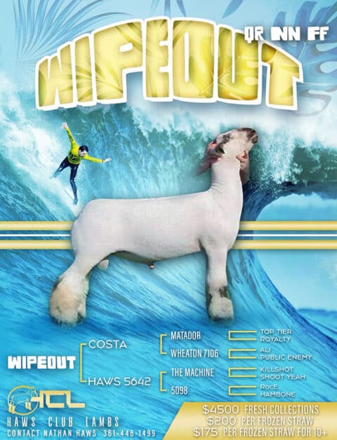 Wipeout - Championdrive.com