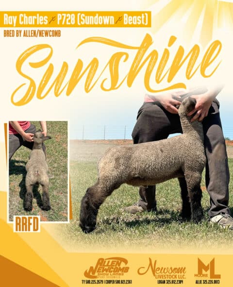 Sunshine - Championdrive.com