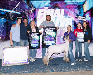 Show & Sale Results - Championdrive.com