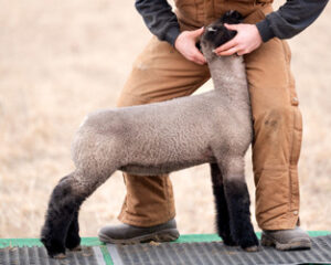 Show & Sale Results - Championdrive.com