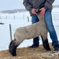 Show & Sale Results - Championdrive.com