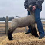 Show & Sale Results - Championdrive.com