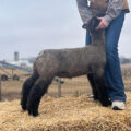 Show & Sale Results - Championdrive.com